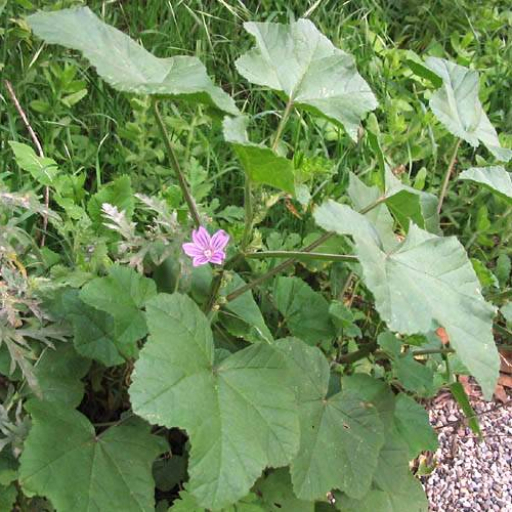 Bull Mallow (Malva Nicaeensis) Plant Care & How to Grow, Water