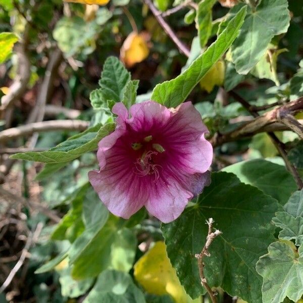 Hyeres Tree-mallow (Malva Olbia) Plant Care & How to Grow, Water