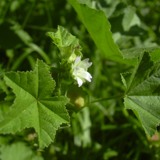 Cheeseweed Mallow (Malva Parviflora) Plant Care & How to Grow, Water