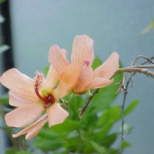 Malva Phoenicea Plant Care & How to Grow, Water