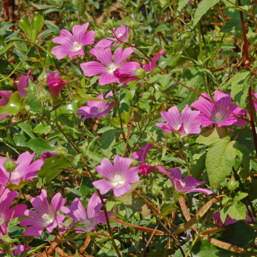 Spotted-stalked Tree-mallow (Malva Punctata) Plant Care & How to Grow ...
