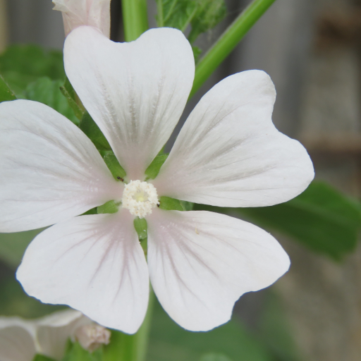 Seagrape (Coccoloba Uvifera) Plant Care & How to Grow, Water