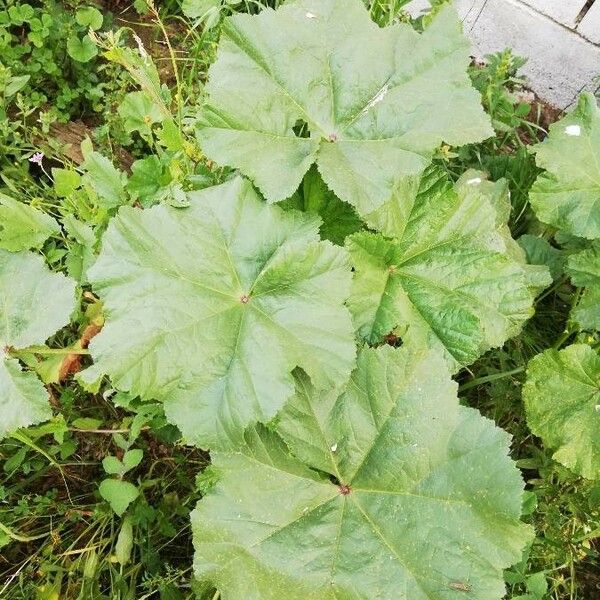 Rough Mallow (Malva Setigera) Plant Care & How to Grow, Water