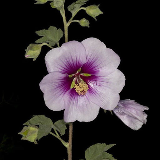 Sea Mallow (Malva Subovata) Plant Care & How to Grow, Water