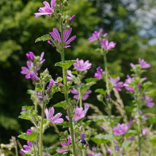 Mallow (Malva Sylvestris) Plant Care & How to Grow, Water