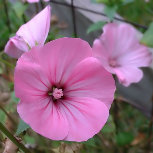 Annual Mallow (Malva Trimestris) Plant Care & How to Grow, Water
