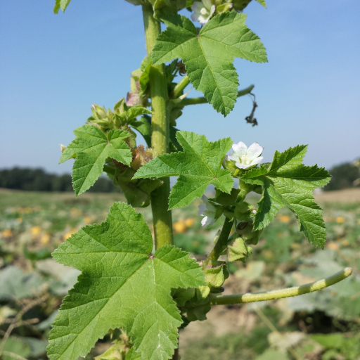 Chinese Mallow (Malva Verticillata) Plant Care & How to Grow, Water