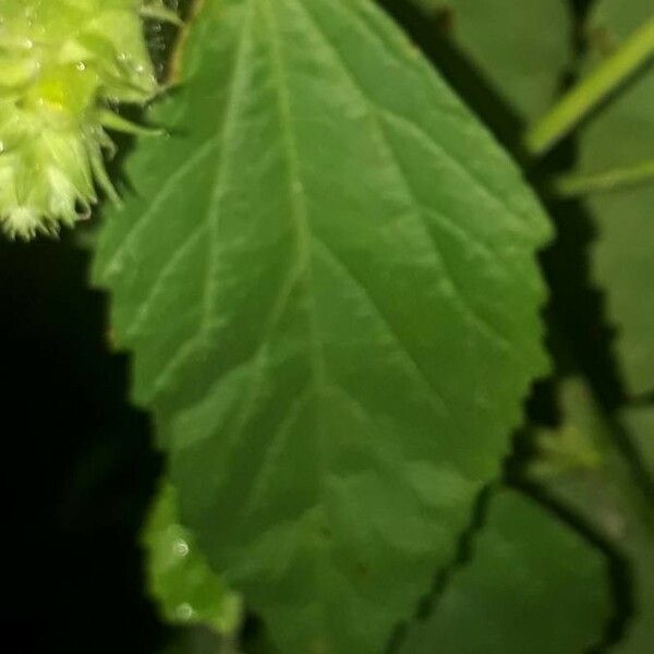 Indian Valley False Mallow (Malvastrum Americanum) Plant Care & How to ...