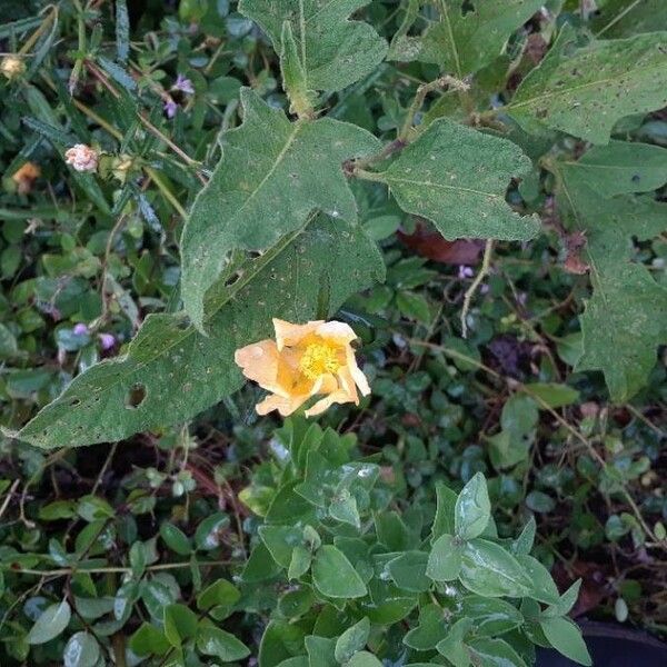 Wright's False Mallow (Malvastrum Aurantiacum) Plant Care & How to Grow ...