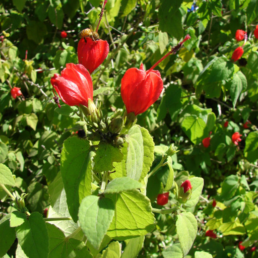 Turk's-Cap (Malvaviscus Arboreus) Plant Care & How to Grow, Water