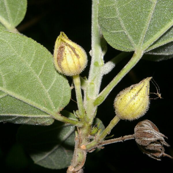 Malvaviscus Concinnus Plant Care & How to Grow, Water