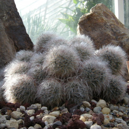 Powder-Puff Cactus (Mammillaria Bocasana) Plant Care & How to Grow, Water