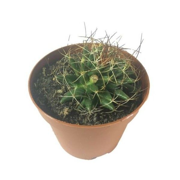 Bird's Nest Cactus (Mammillaria Decipiens) Plant Care & How to Grow, Water