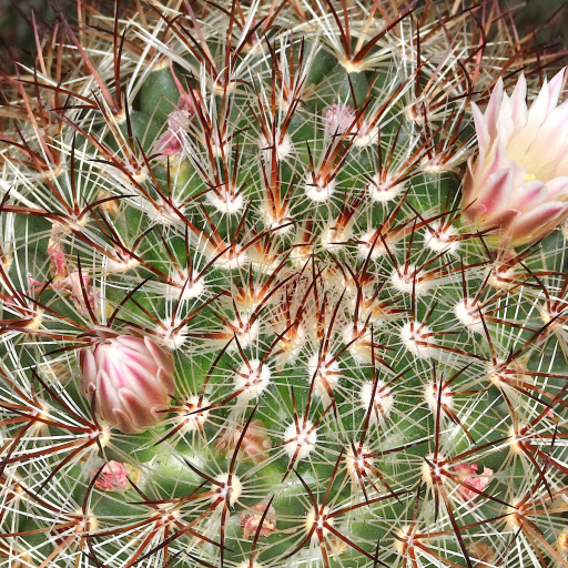 Mammillaria Discolor Plant Care & How to Grow, Water