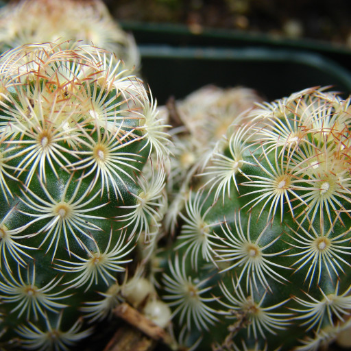 Golden Star Cactus (Mammillaria Elongata) Plant Care & How to Grow, Water