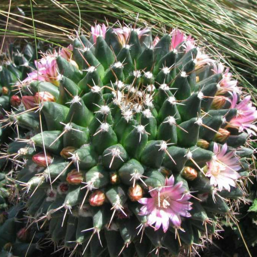 Globe Cactus (Mammillaria Gigantea) Plant Care & How to Grow, Water