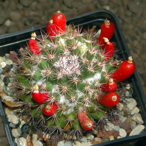 Woolly-Nipple-Cactus (Mammillaria Mammillaris) Care Guide: Water, Soil ...