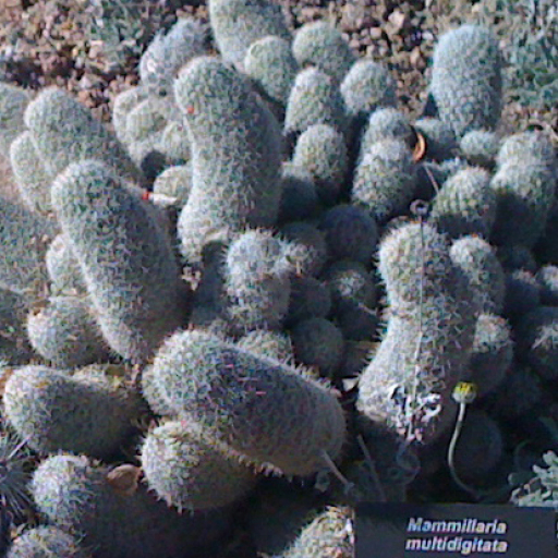 Mammillaria Multidigitata Care Guide: Water, Soil & Propagation - Plantiary