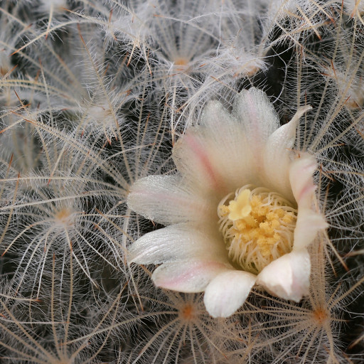 Feather Cactus (Mammillaria Plumosa) Plant Care & How to Grow, Water