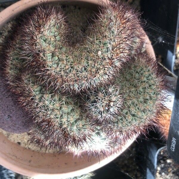 Schummann's Nipple Cactus (Mammillaria Schumannii) Care Guide: Water ...