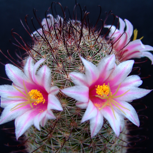 Sheldon's Pincushion (Mammillaria Sheldonii) Care Guide: Water, Soil ...