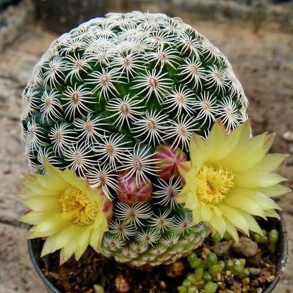 Mammillaria Solisioides Care Guide: Water, Soil & Propagation - Plantiary