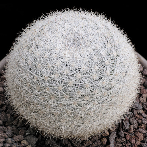 Snowball Cactus (Mammilloydia Candida) Plant Care & How to Grow, Water