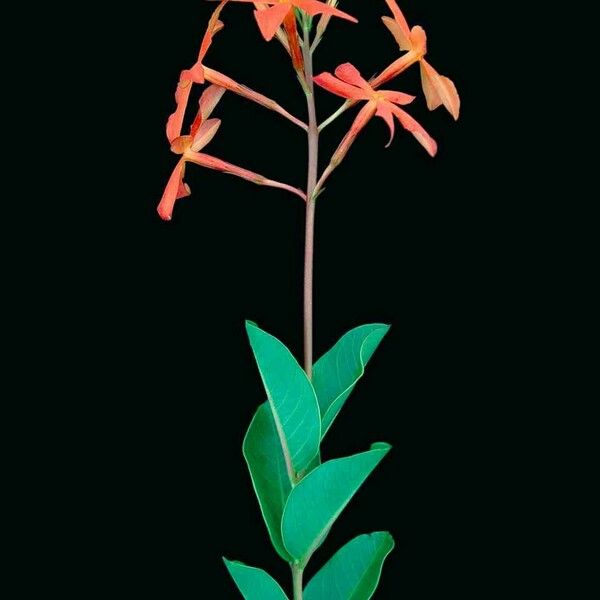 Mandevilla Coccinea Care Guide: Water, Soil & Propagation - Plantiary