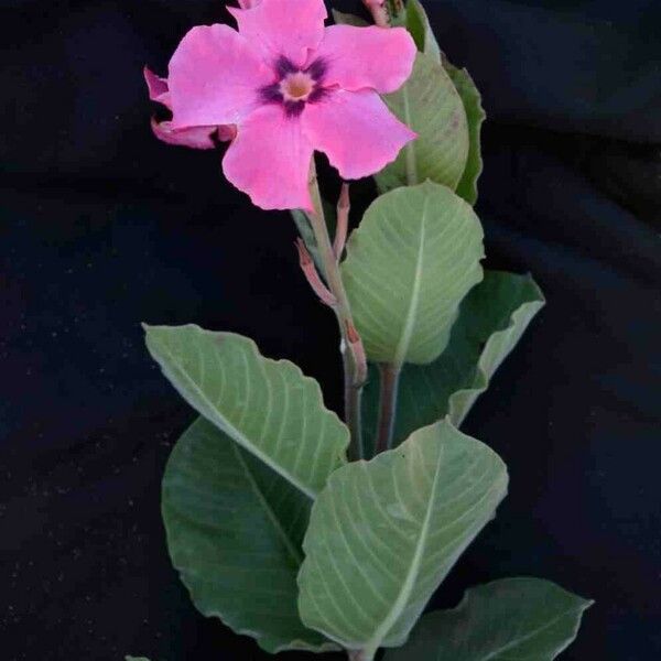 Mandevilla Illustris Care Guide: Water, Soil & Propagation - Plantiary