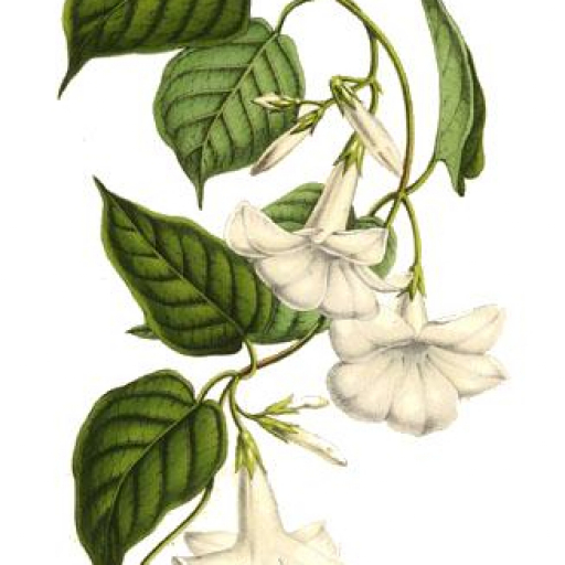 Chilean-Jasmine (Mandevilla Laxa) Plant Care & How to Grow, Water