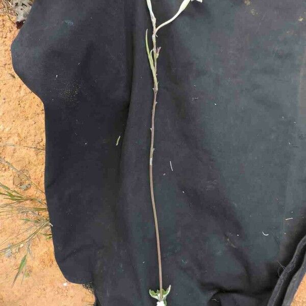 Mandevilla Martii Plant Care & How to Grow, Water