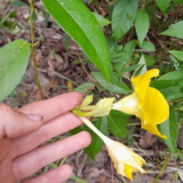 Mandevilla Scabra Care Guide: Water, Soil & Propagation - Plantiary