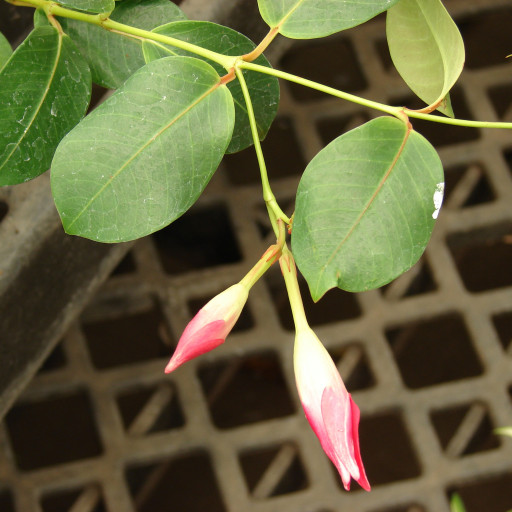 Dipladenia (Mandevilla Splendens) Plant Care & How to Grow, Water