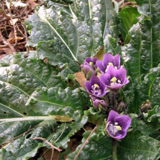 Mandrake (Mandragora Autumnalis) Plant Care & How to Grow, Water