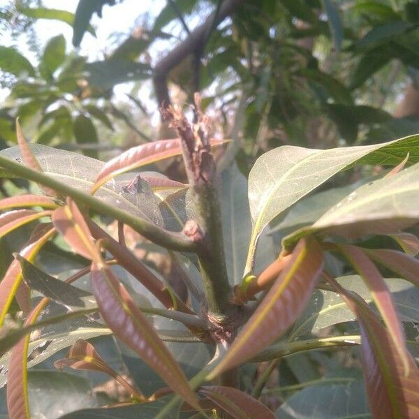 Himalayan Mandrake (Mandragora Caulescens) Plant Care & How to Grow, Water