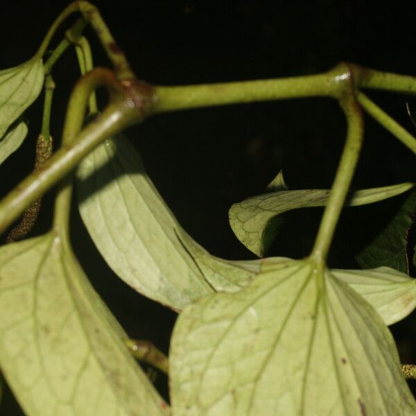 Wild Black-Pepper (Manekia Incurva) Plant Care & How to Grow, Water