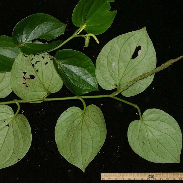 Manekia Naranjoana Care Guide: Water, Soil & Propagation - Plantiary