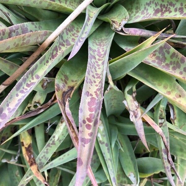 Manfreda Pubescens Plant Care & How to Grow, Water