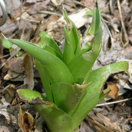 Eastern False Aloe (Manfreda Virginica) Plant Care & How to Grow, Water