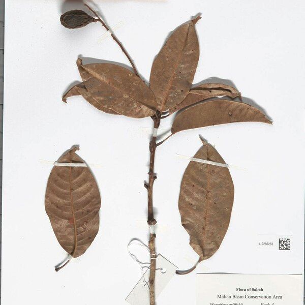 Mangifera Griffithii Care Guide: Water, Soil & Propagation - Plantiary