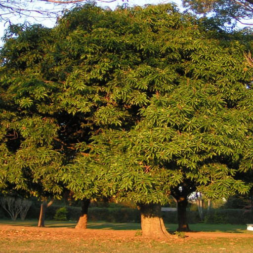 Mango Tree (Mangifera Indica) Plant Care & How to Grow, Water