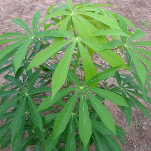 Madre De Agua (Trichanthera Gigantea) Plant Care & How to Grow, Water