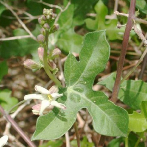 Walker's Manioc (Manihot Walkerae) Care Guide: Water, Soil ...