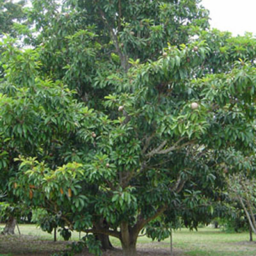 Manilkara Chicle Plant Care & How to Grow, Water