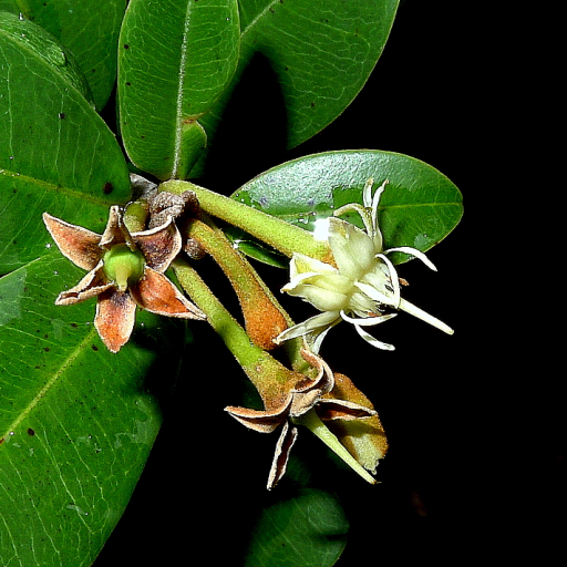 Manilkara Dardanoi Care Guide: Water, Soil & Propagation - Plantiary