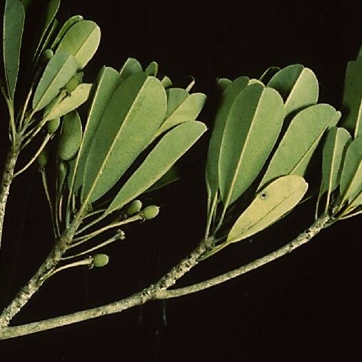 Manilkara Dissecta Plant Care & How to Grow, Water