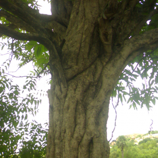 Ceylon Ironwood (Manilkara Hexandra) Plant Care & How to Grow, Water