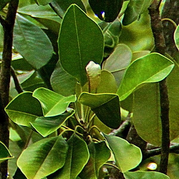 Wongai Plum (Manilkara Kauki) Plant Care & How to Grow, Water