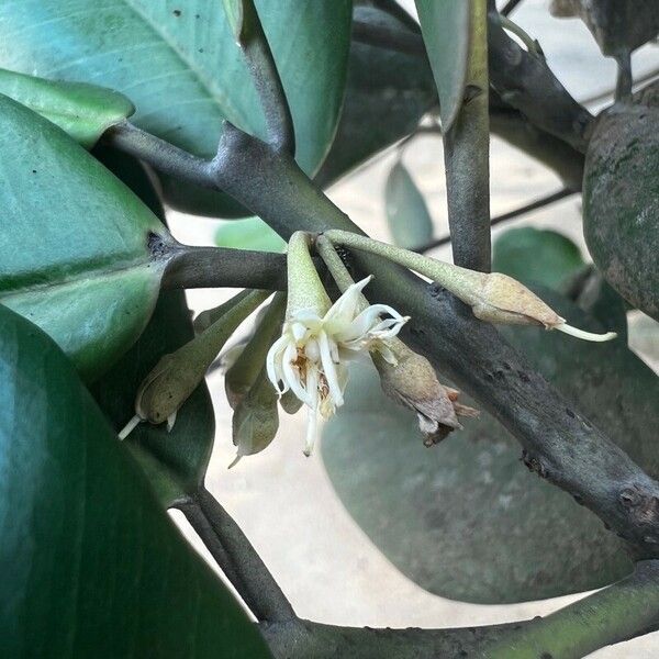 African Pear (Manilkara Obovata) Care Guide: Water, Soil & Propagation ...
