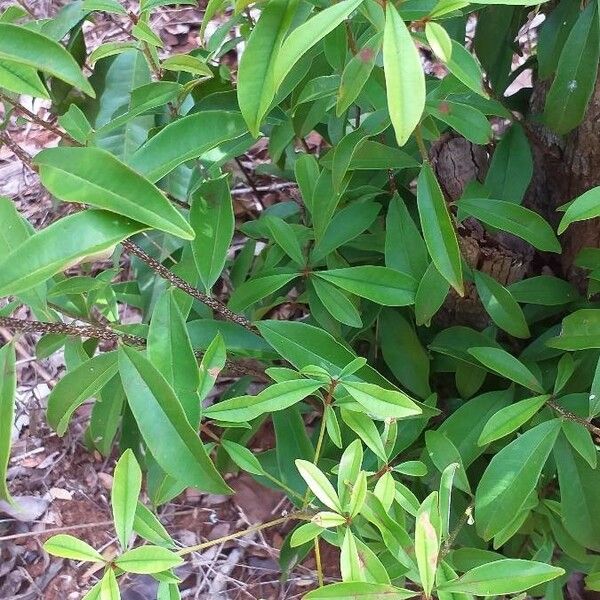 Manilkara Sulcata Plant Care & How to Grow, Water